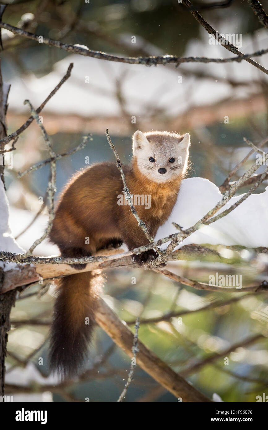 American marten in snow hi-res stock photography and images - Alamy