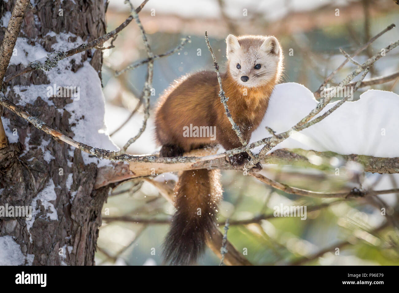 Marten sable hi-res stock photography and images - Alamy