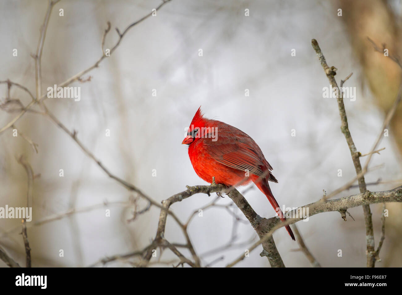 Canadian cardinal male hi-res stock photography and images - Alamy