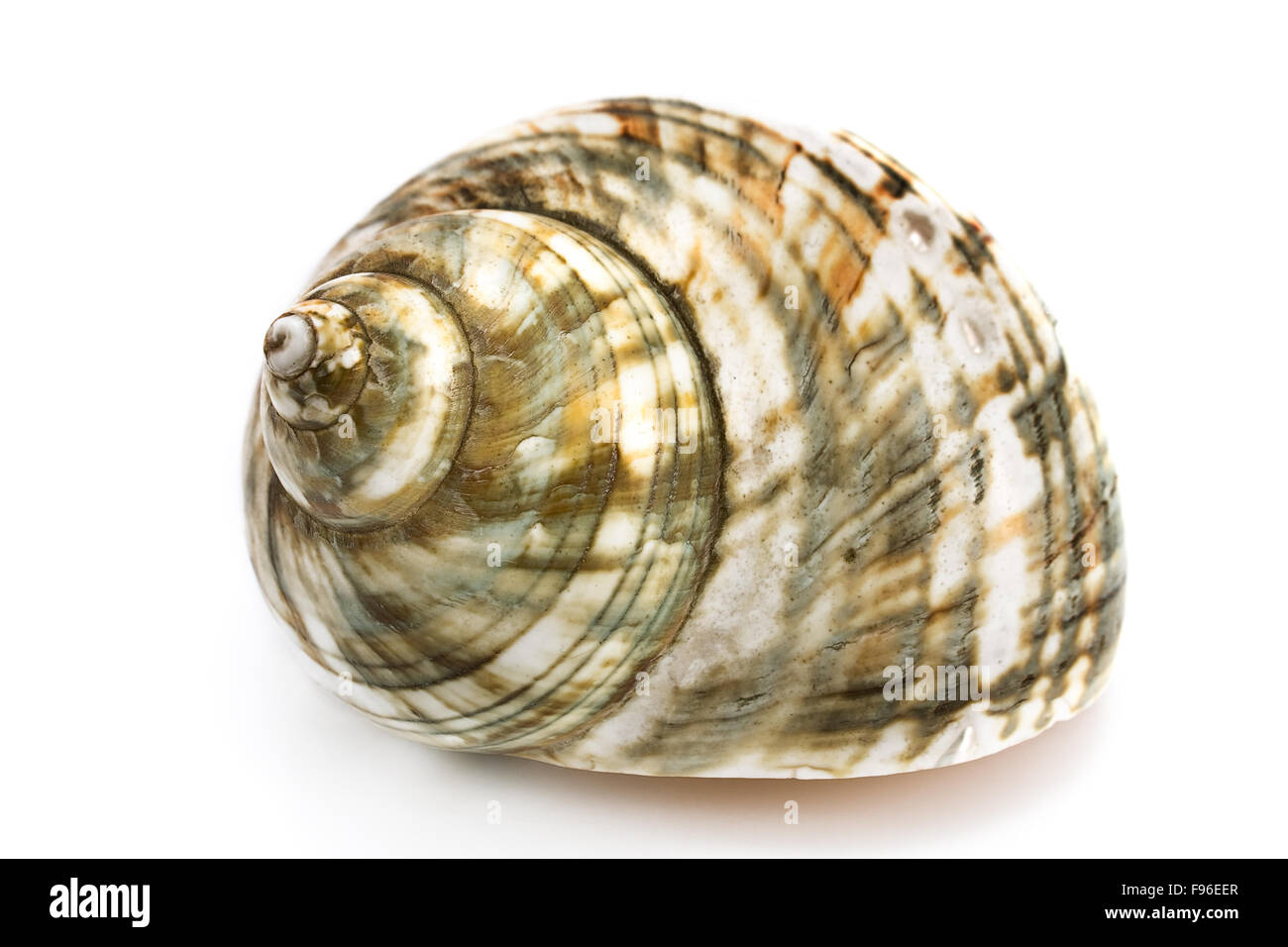 Spiral sea shell isolated on white Stock Photo - Alamy