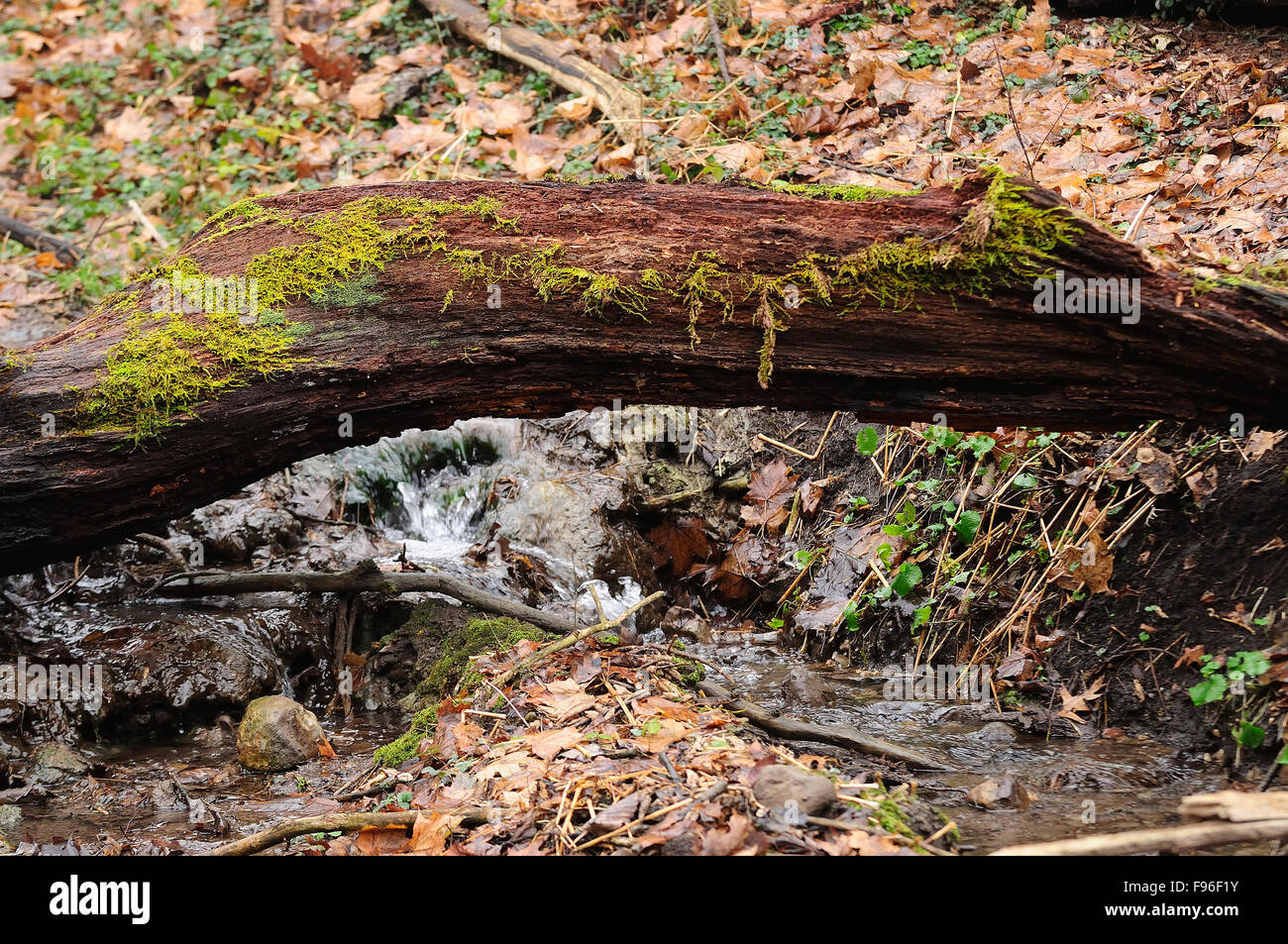 Tree trunk bridge over creek hi-res stock photography and images - Alamy