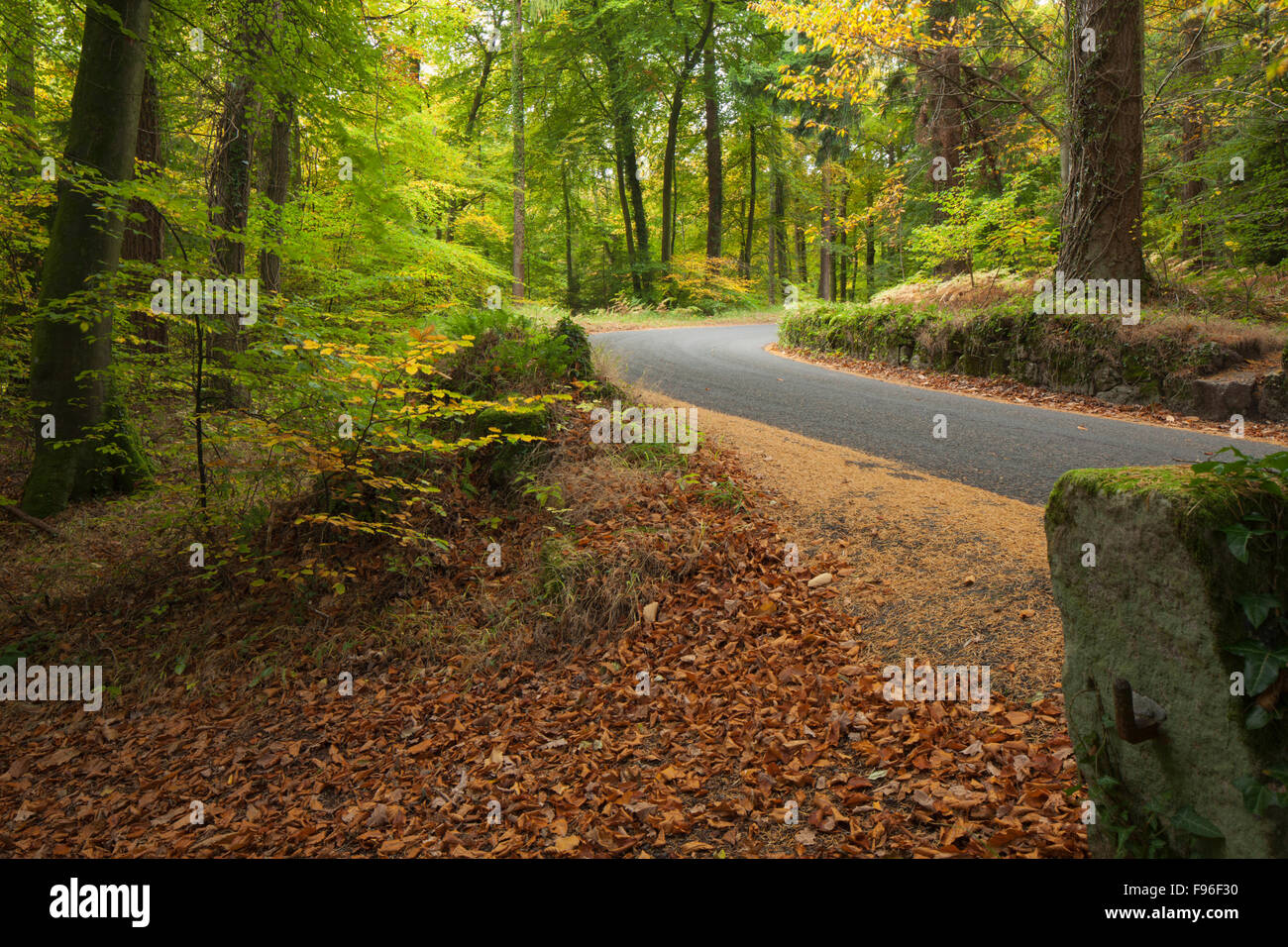 A sweeping forest road in autumn in the Wye Valley winds its way above ...