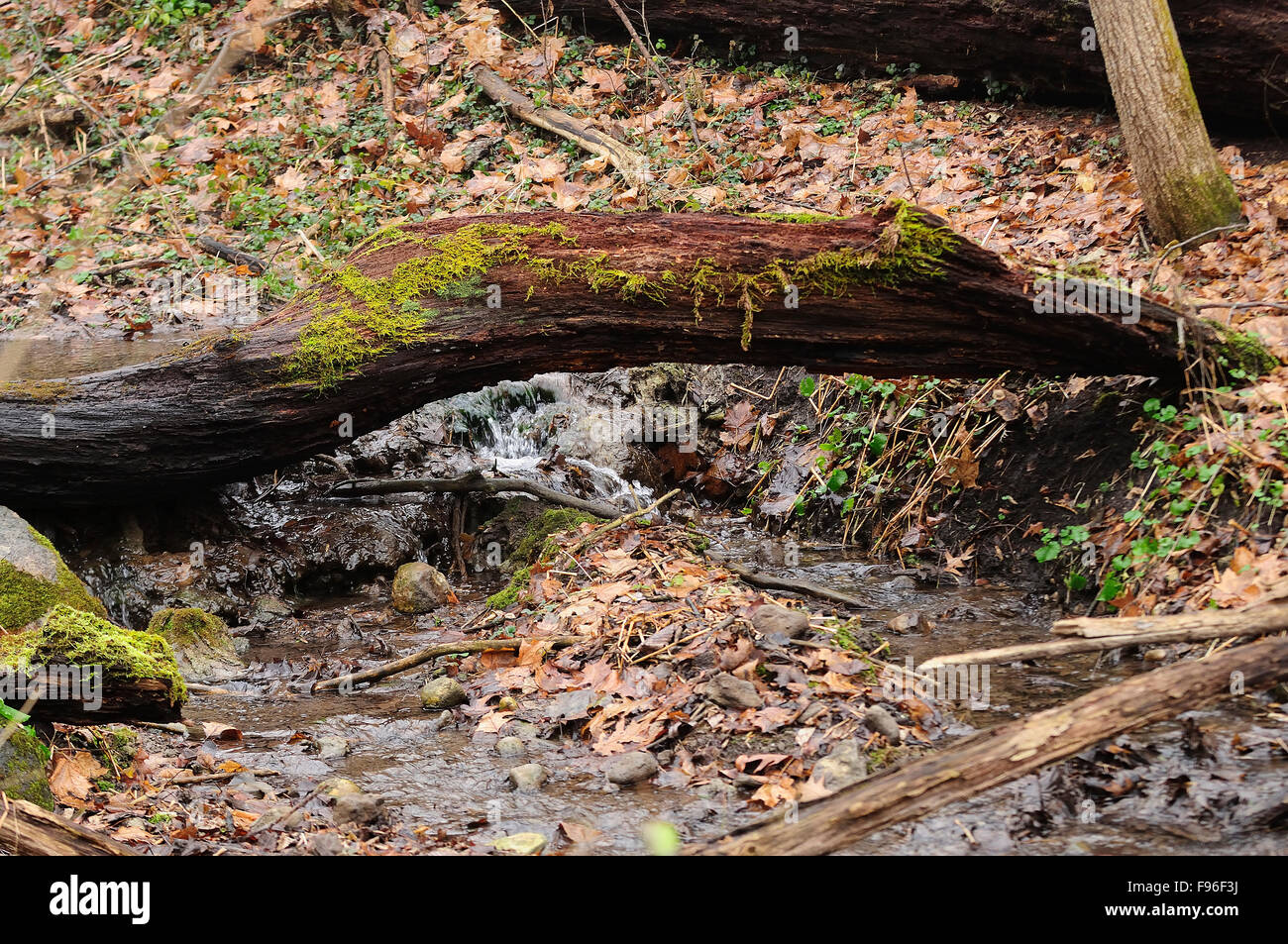 Downed tree trunk bridge over creek Stock Photo - Alamy