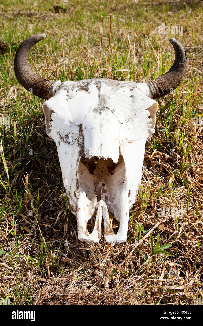 Bison skull hi-res stock photography and images - Alamy
