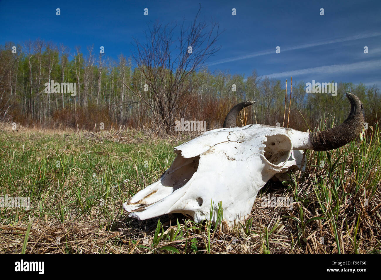 Bison skull hi-res stock photography and images - Alamy