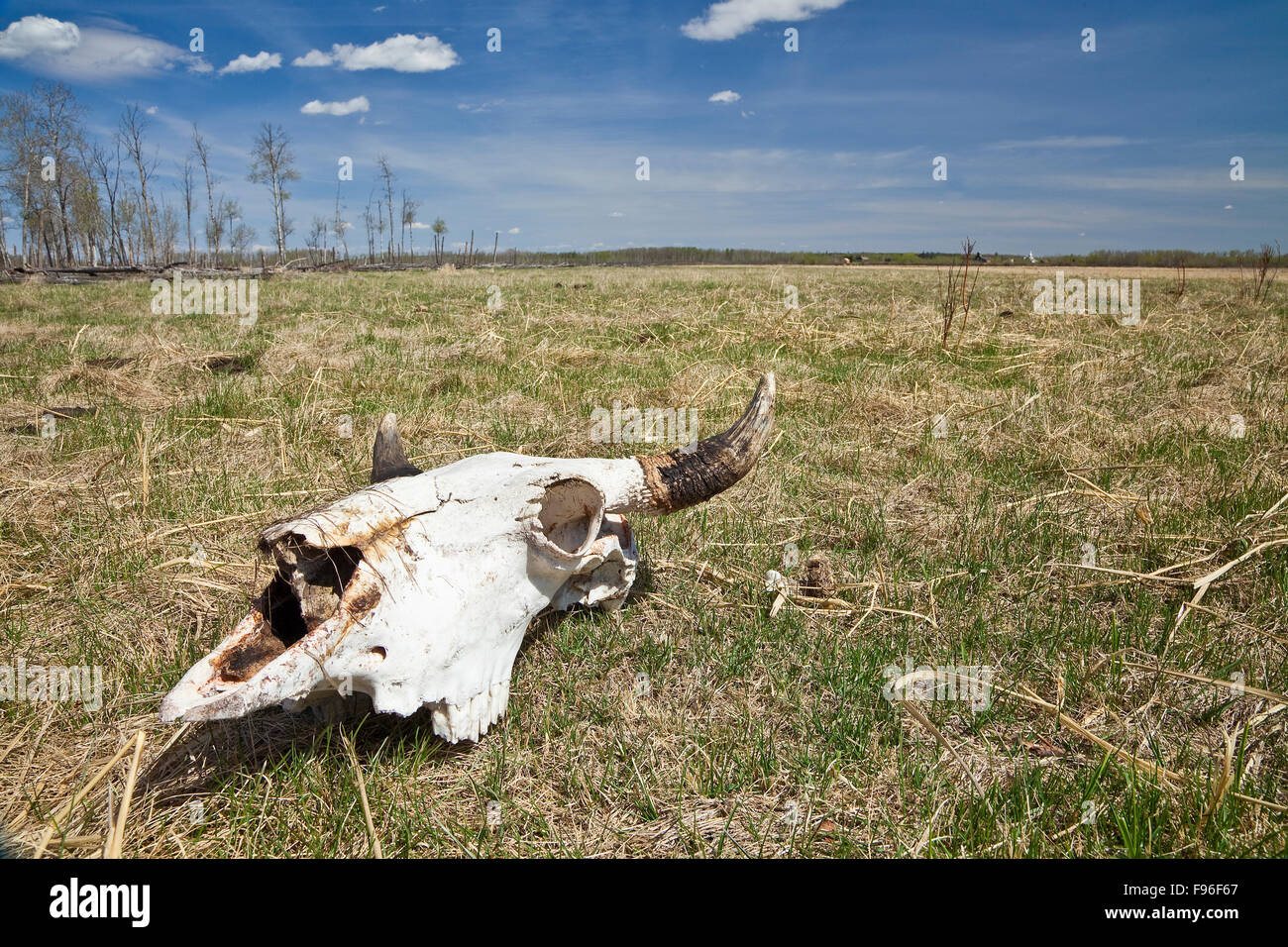Bison skull hi-res stock photography and images - Alamy