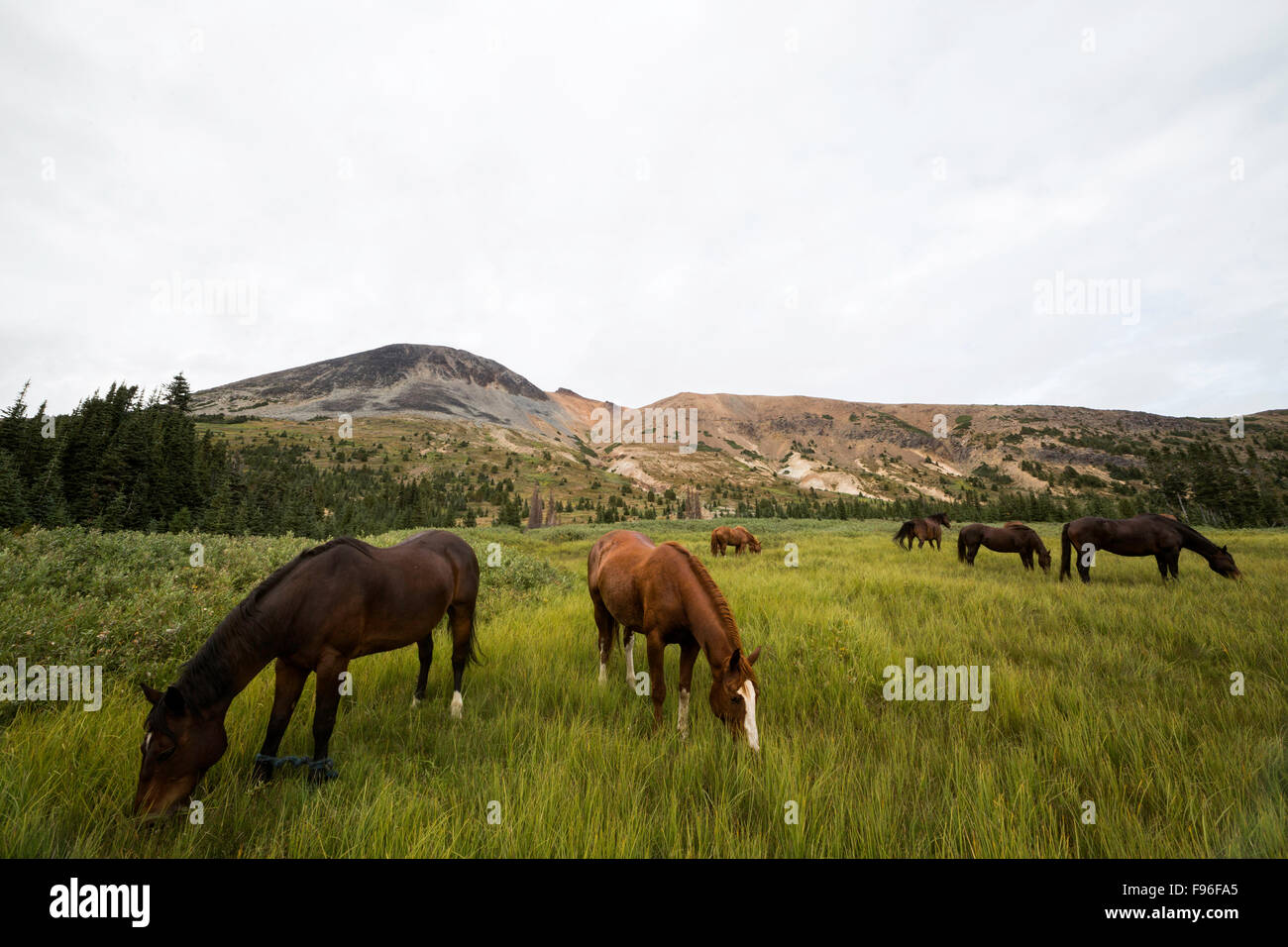 Canada, British Columbia, Tweedsmuir Park, Chilcotin region, Chilcotin ...