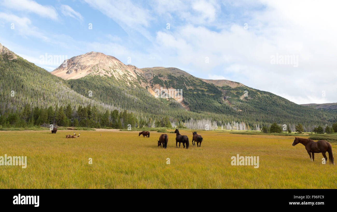 Canada, British Columbia, Tweedsmuir Park, Chilcotin region, Chilcotin ...
