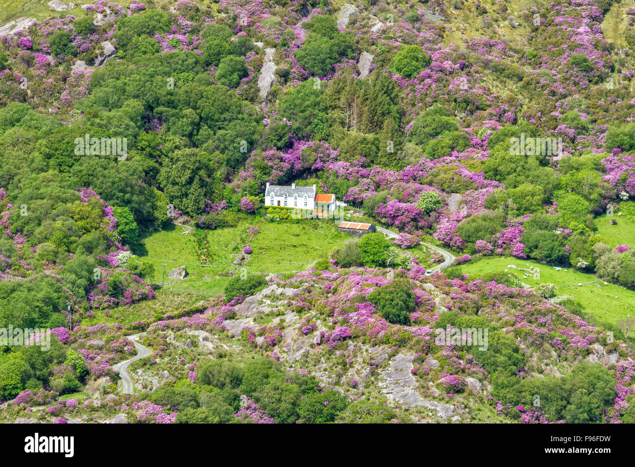 Rhododendrons as seen from Healy Pass, Beara Peninsula, County Kerry ...