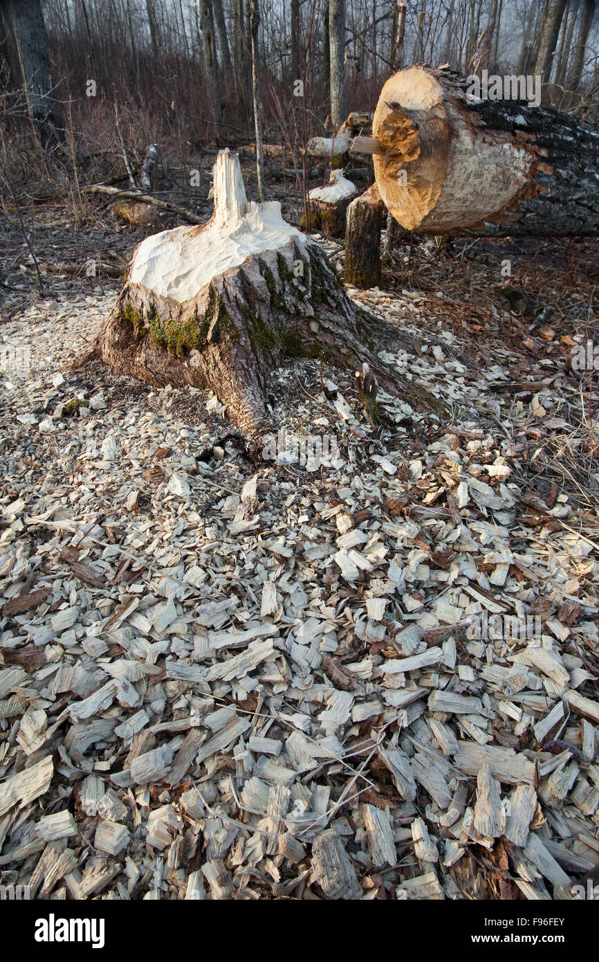 Stump beaver chewed tree hi-res stock photography and images - Alamy