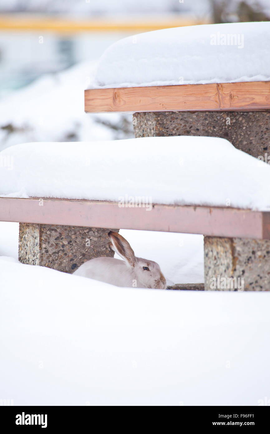 Townsendii hi-res stock photography and images - Alamy