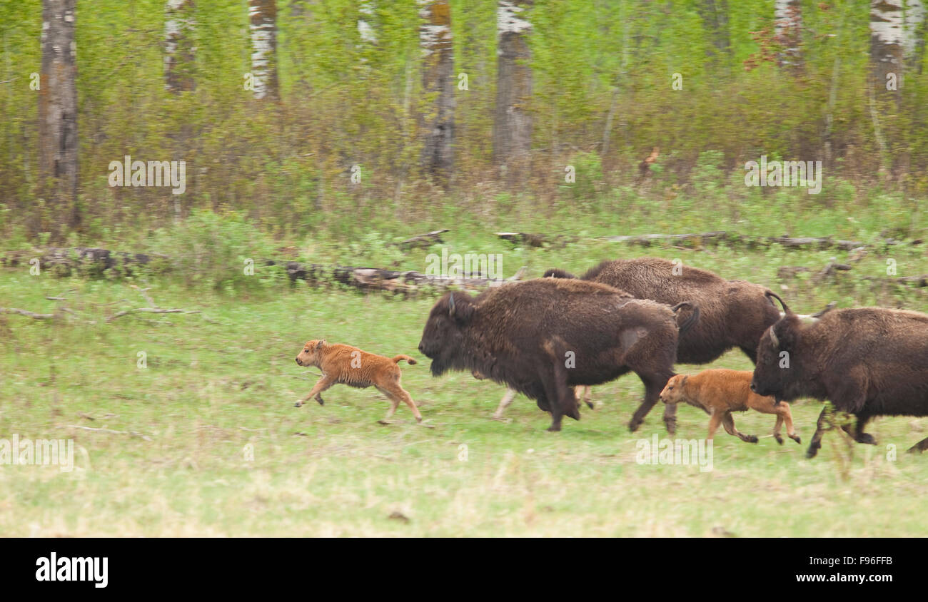 Herd of running Bison with calves in a meadow, Elk Island National Park ...