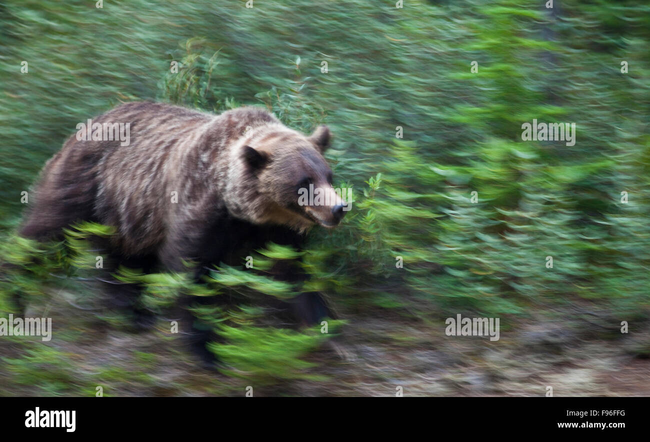 Grizzly Bear running through the bush near Jasper National Park, Canada ...