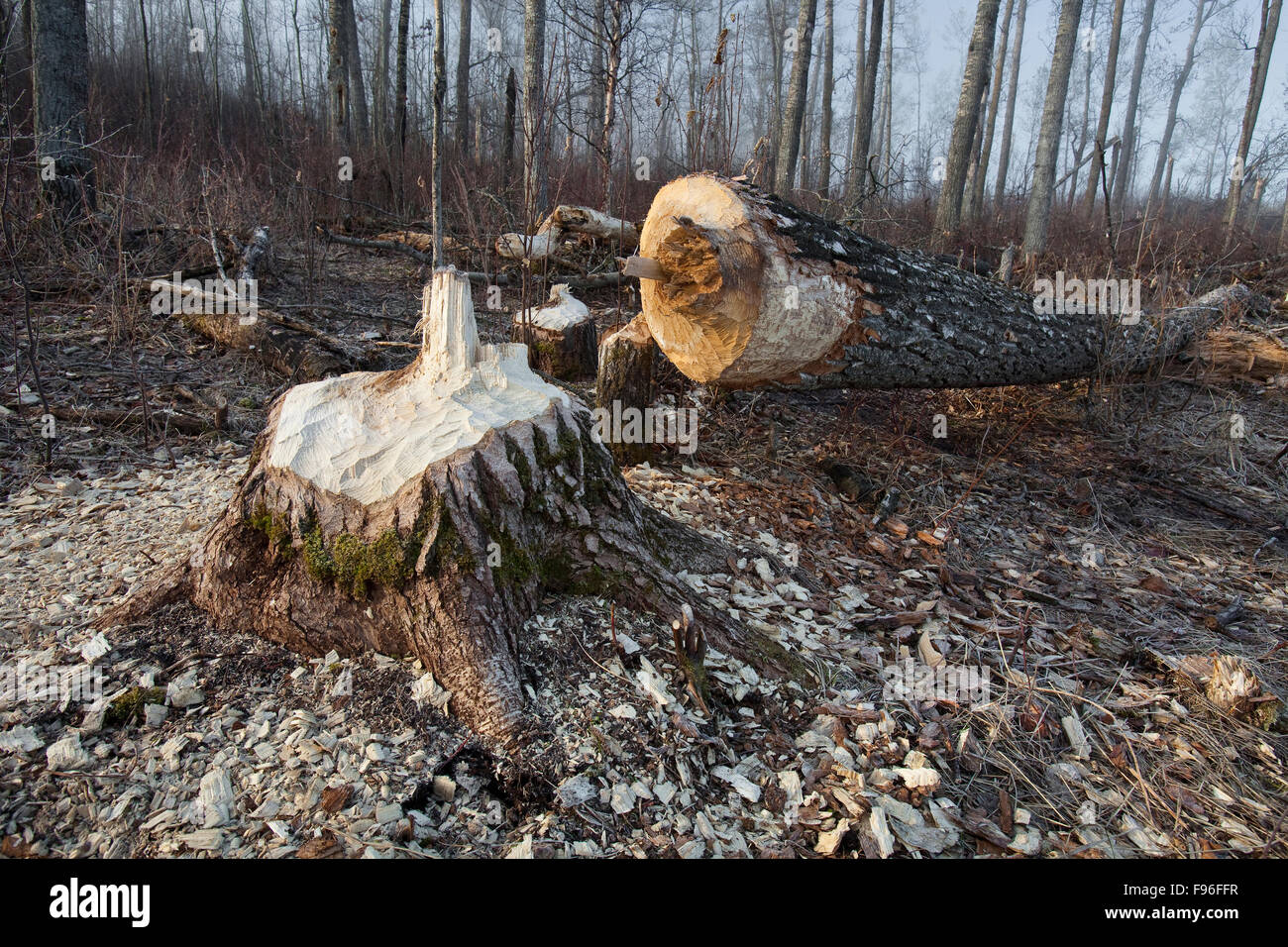Trees chewed hi-res stock photography and images - Alamy