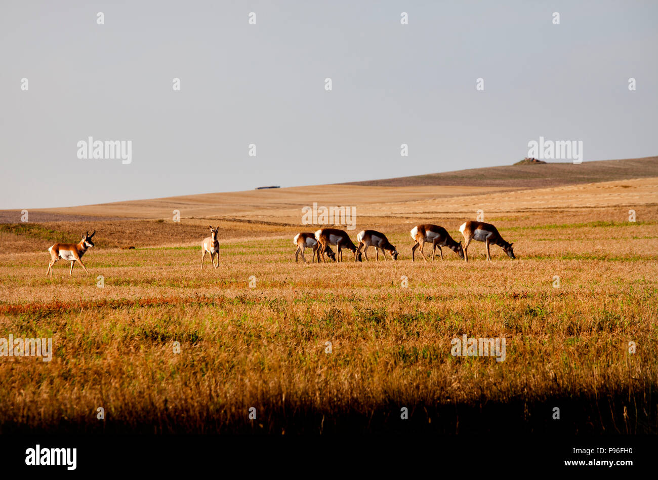 Pronghorn antelopes, Antilocapra americana, Saskatchewan, Canada Stock ...