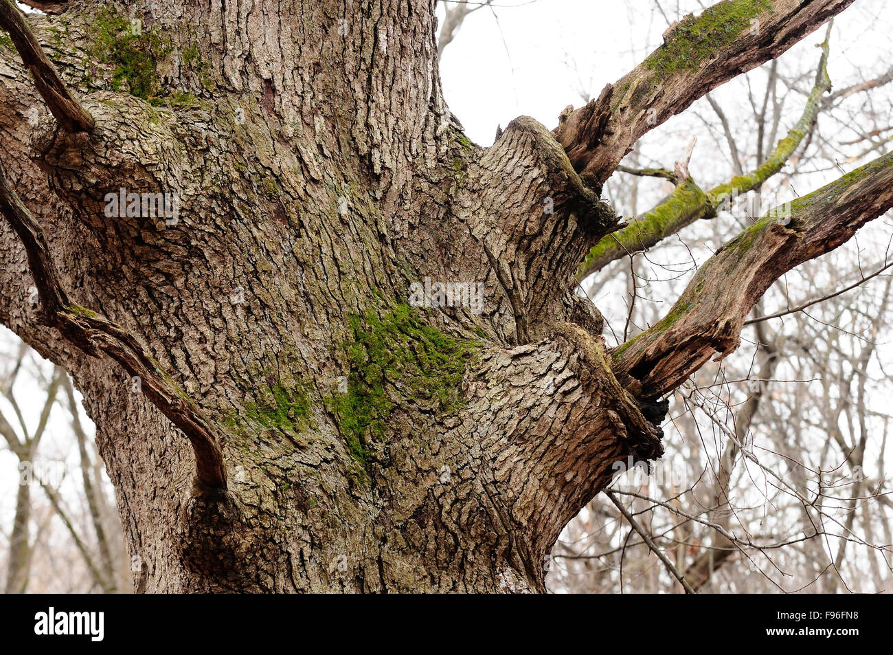 Strange tree hi-res stock photography and images - Alamy