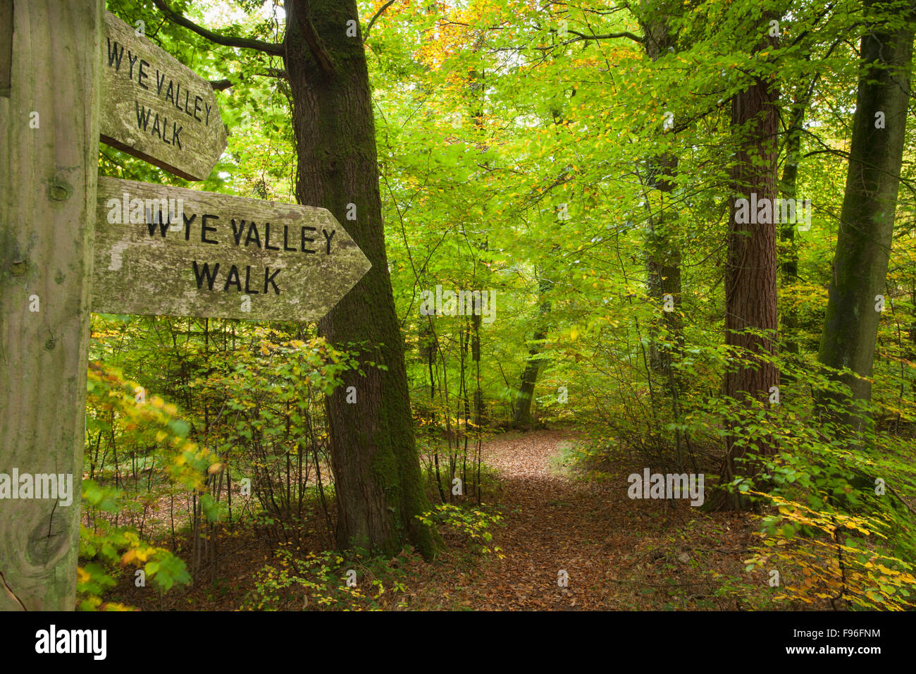 A wooden waymarker on the route of the Wye Valley Walk in autumn, above ...