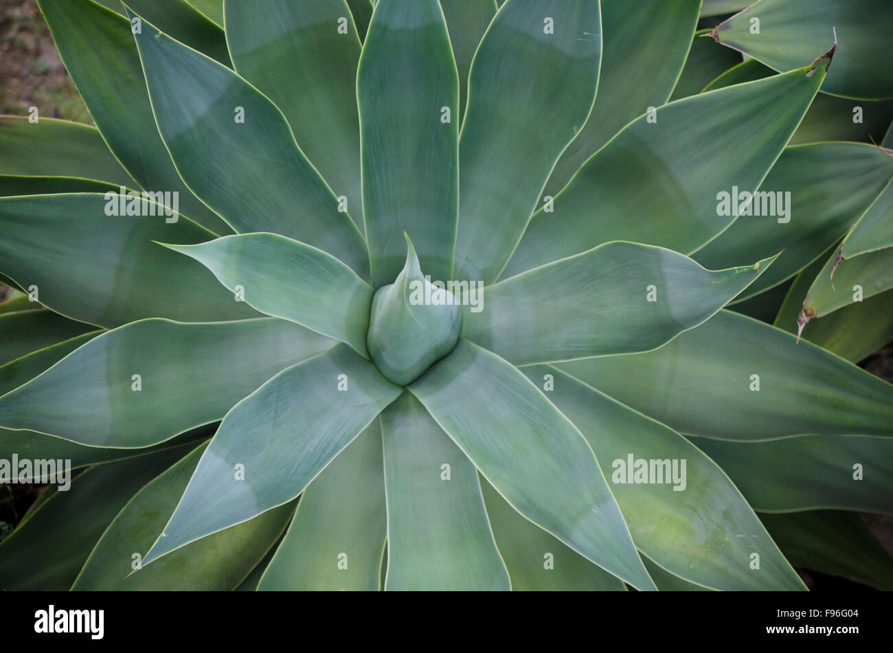 Detail of an Agave attenuata, lion's tail, swan's neck, or "foxtail, in ...