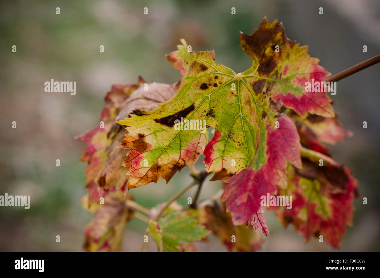 Colorful Vine leaves at end of season, closeup Stock Photo - Alamy