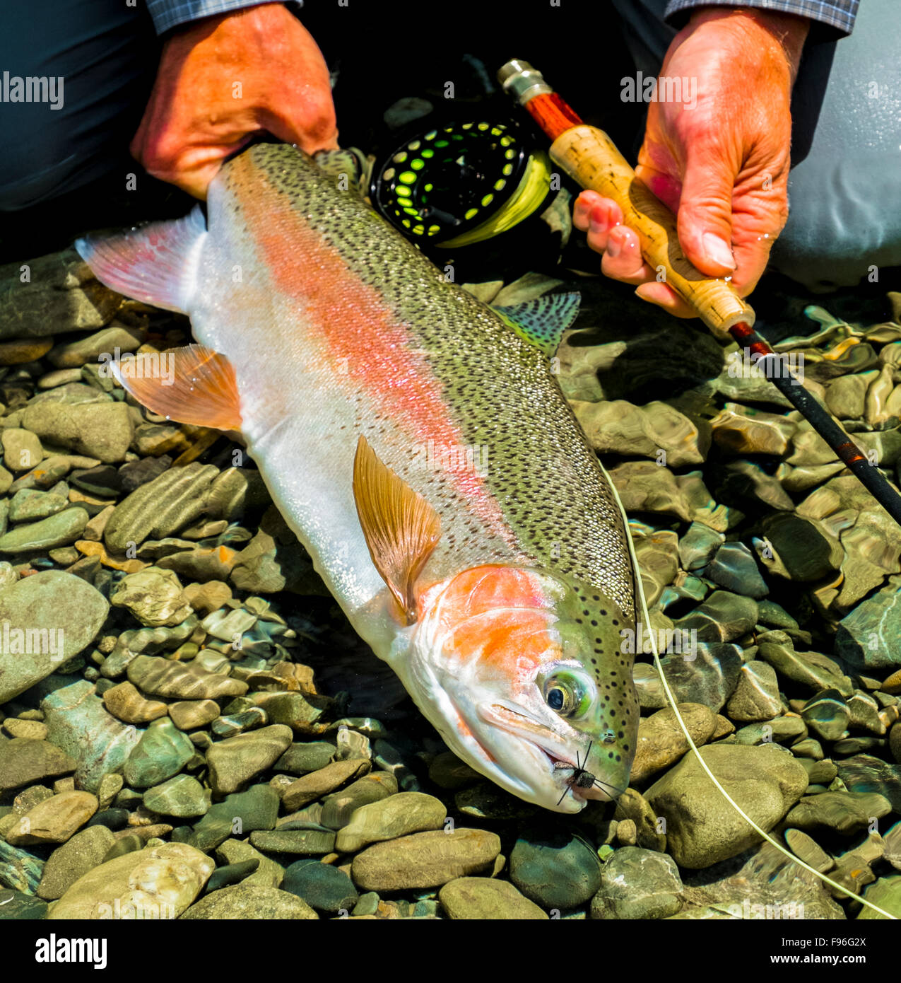 Rainbow Trout, South Island, New Zealand Stock Photo - Alamy
