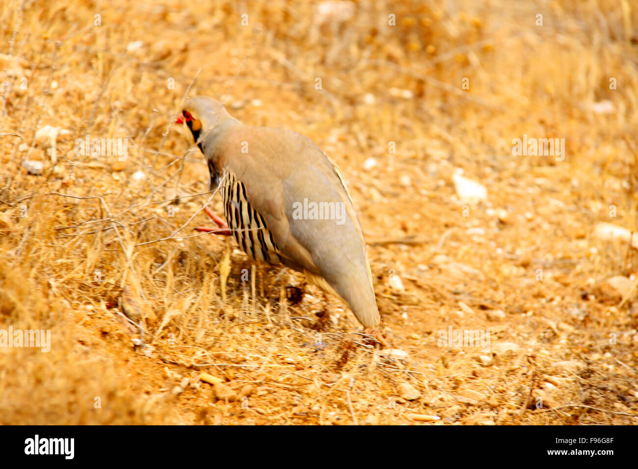 partridge during one hunted in nature Stock Photo - Alamy