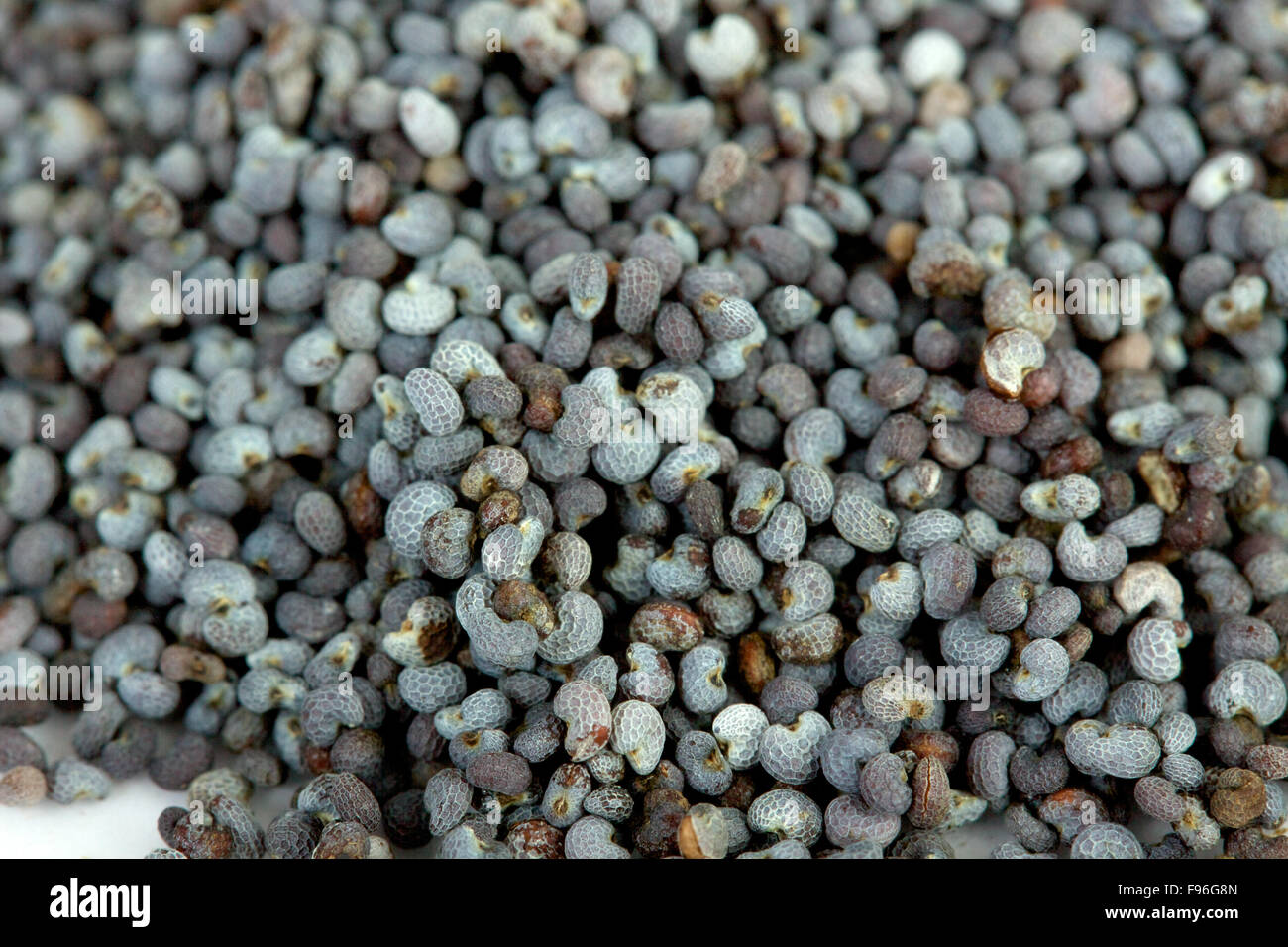 Poppy Seeds (Papaver Somniferum) on white background Stock Photo - Alamy