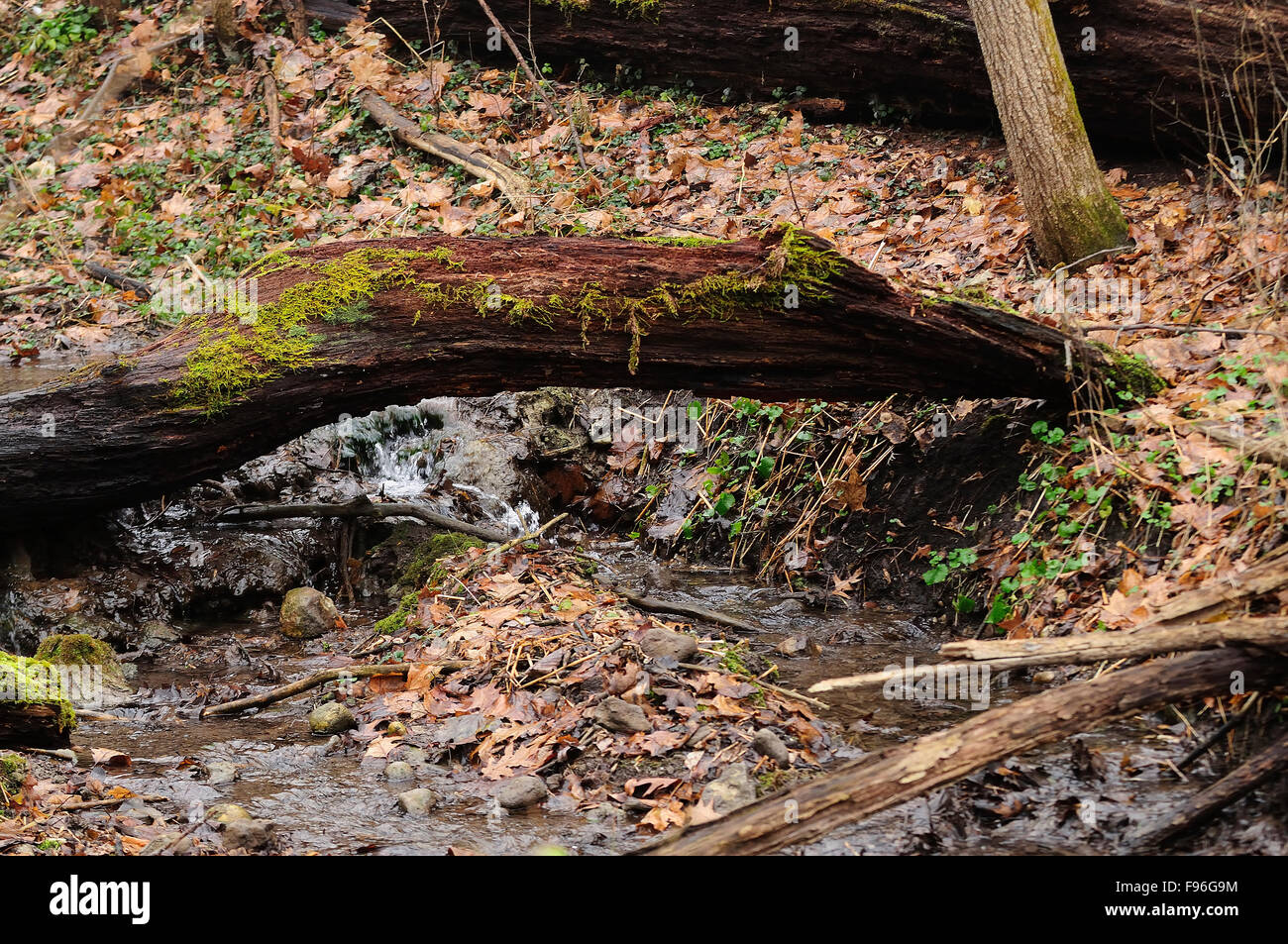 Downed tree trunk bridge over creek Stock Photo - Alamy