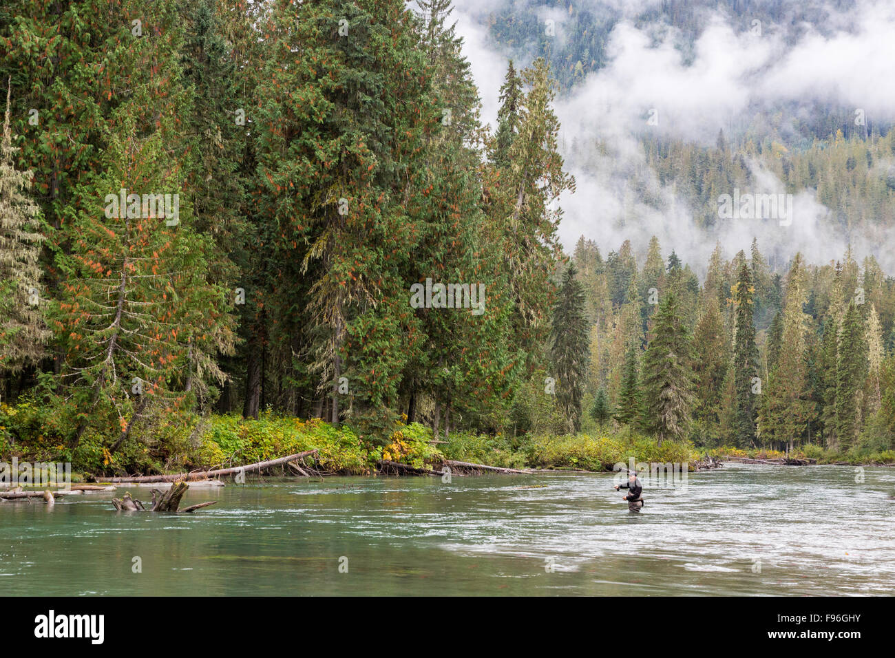 Cariboo trees hi-res stock photography and images - Alamy