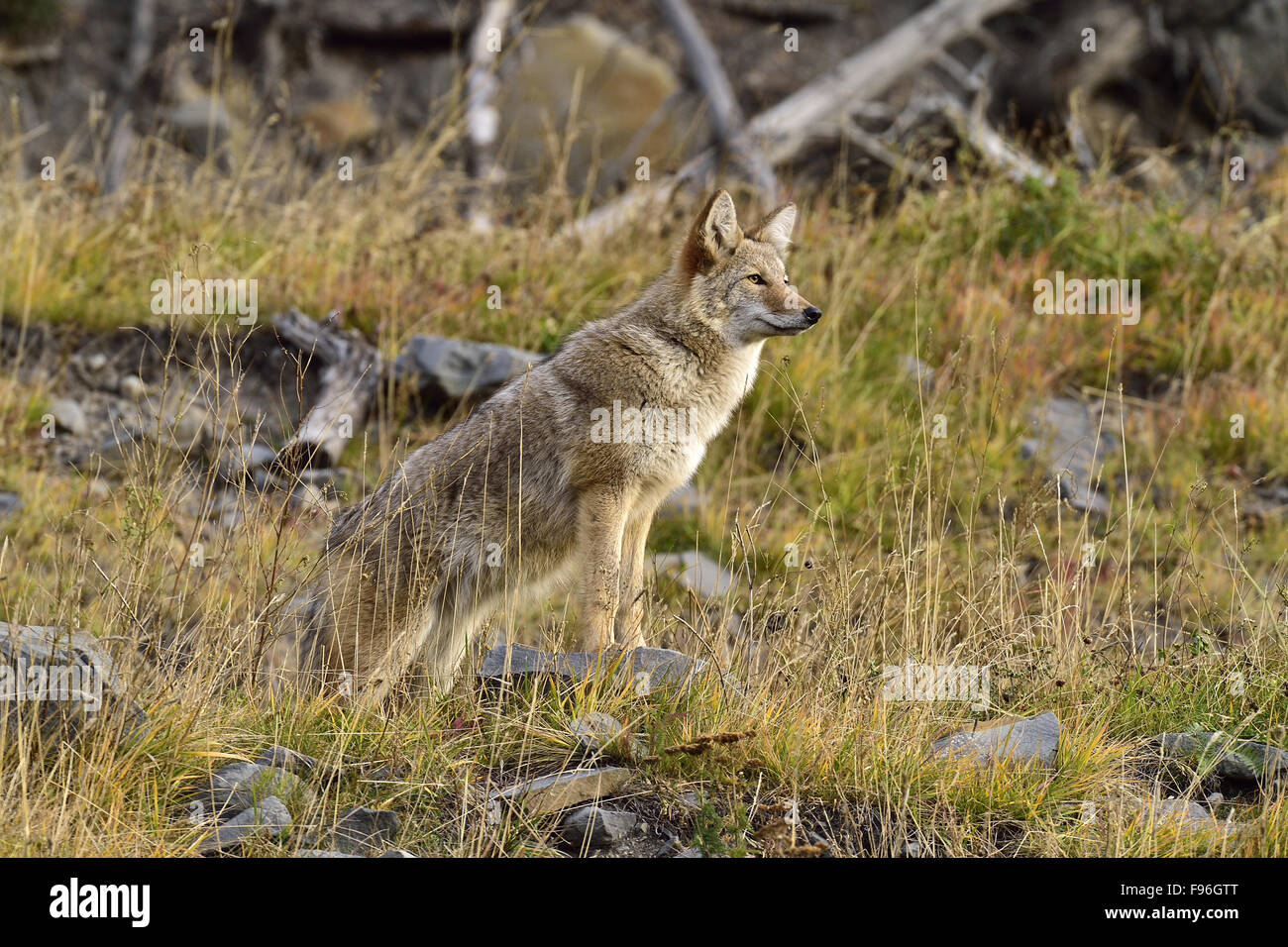 A wild coyote Canis latrans, on a grassy hill side in rural Alberta ...