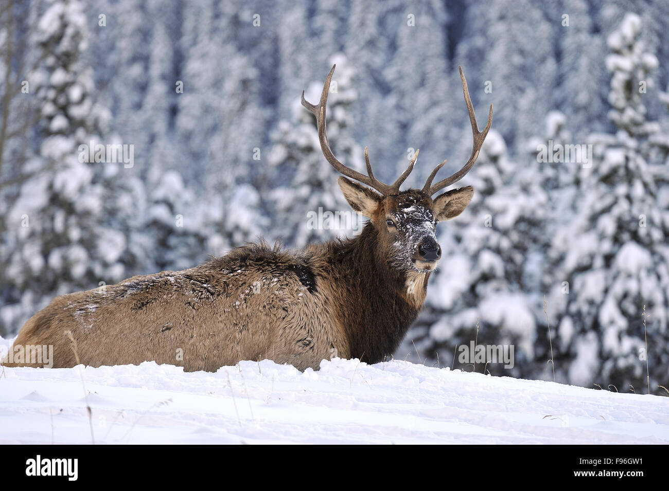 Elk laying down hi-res stock photography and images - Alamy