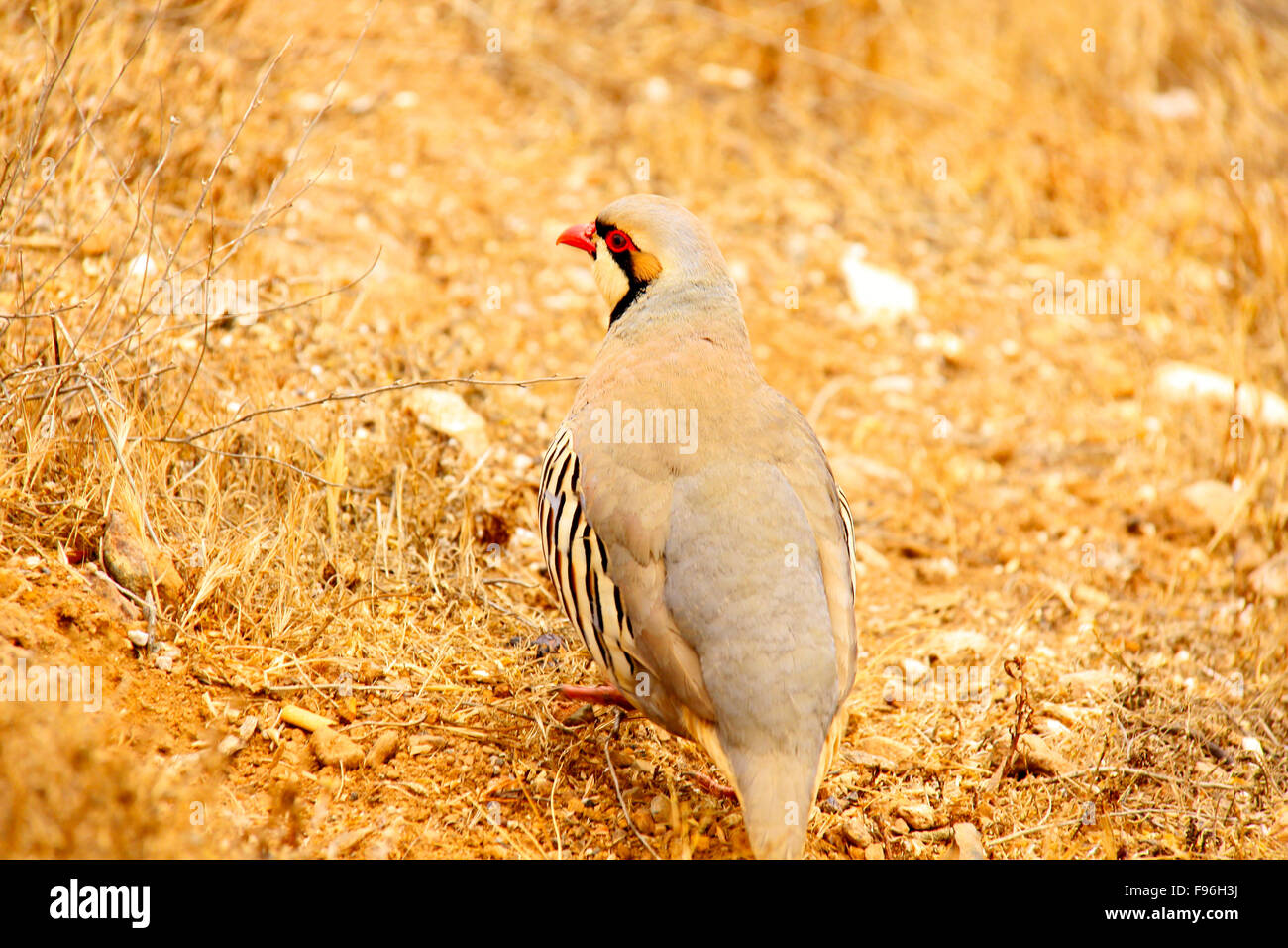 partridge during one hunted in nature Stock Photo - Alamy