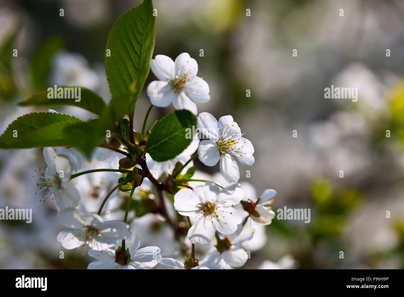 cherry tree branch in spring blooms garden Stock Photo - Alamy
