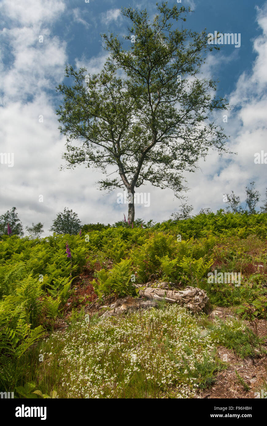 Loan tree hi-res stock photography and images - Alamy