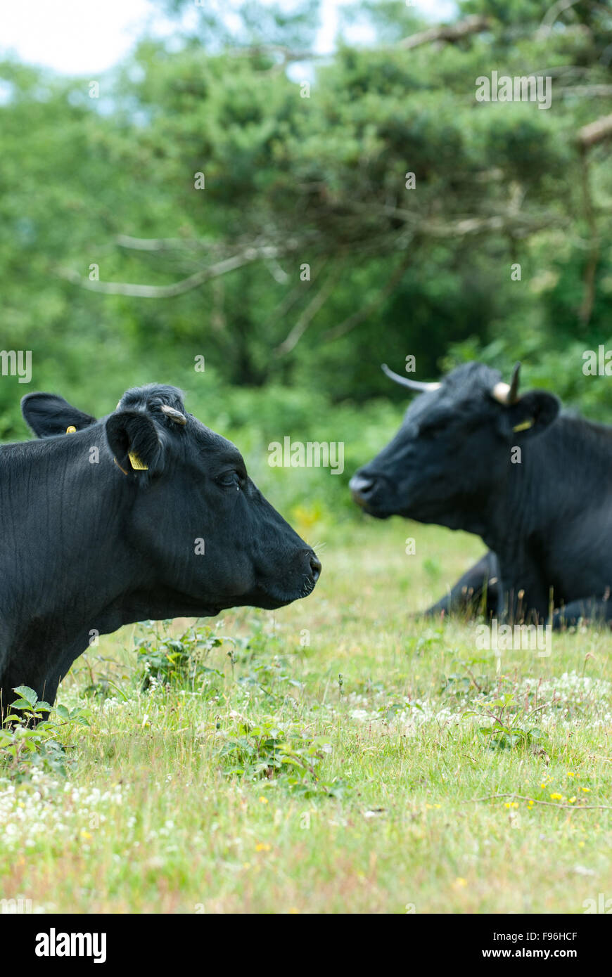 Cows facing each other hi-res stock photography and images - Alamy