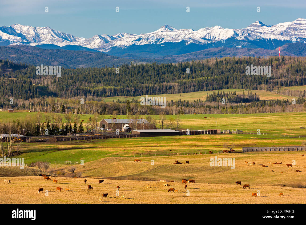 Cattle grazing, Millarville, Alberta, Canada Stock Photo - Alamy