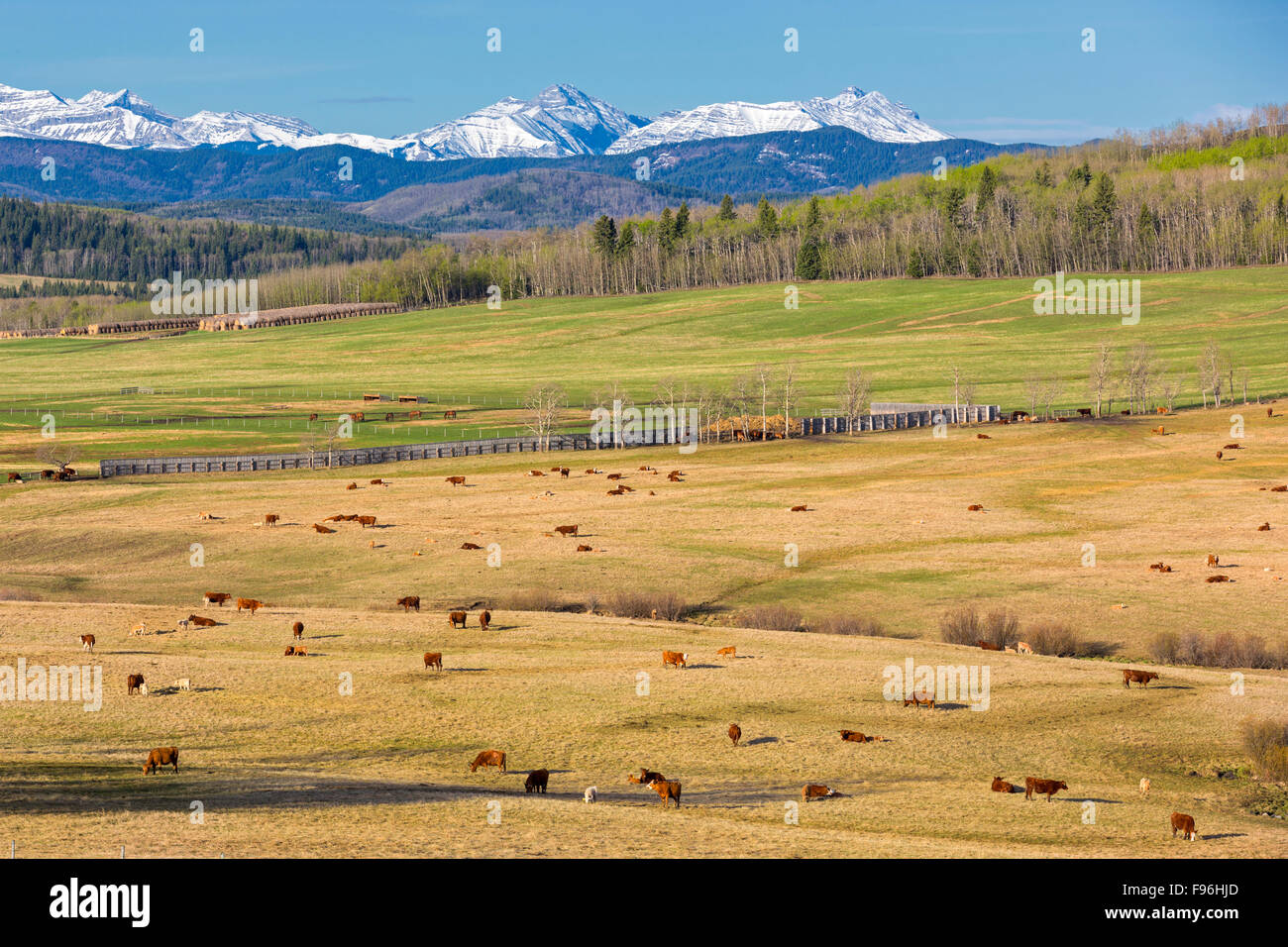 Millarville hi-res stock photography and images - Alamy