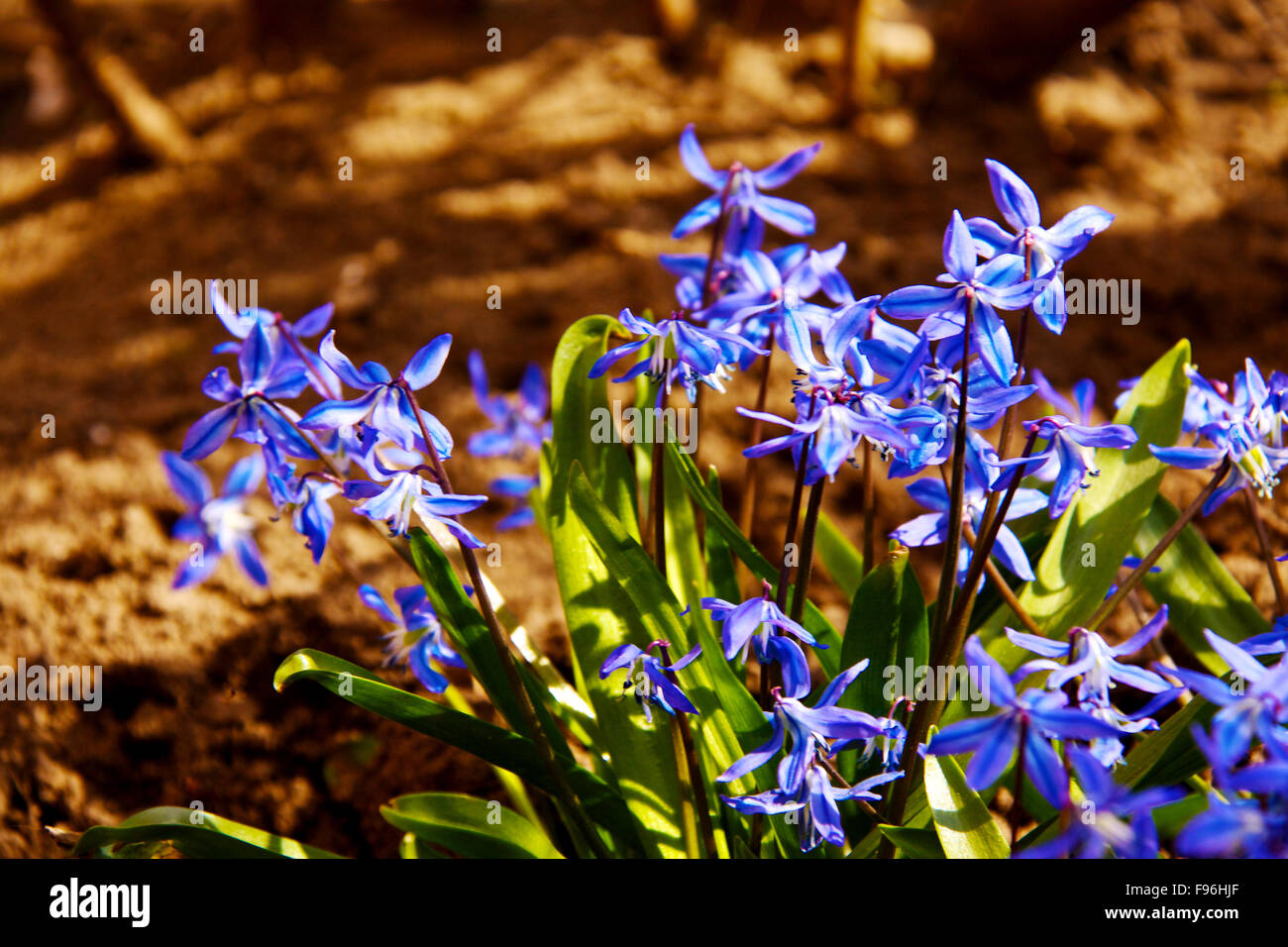 Floral background of first spring flowers close up Stock Photo - Alamy