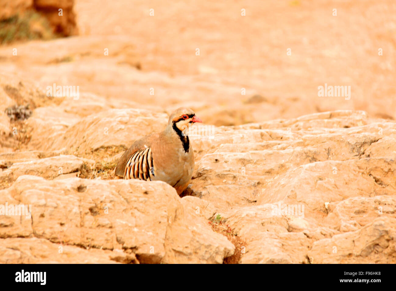 partridge during one hunted in nature Stock Photo - Alamy
