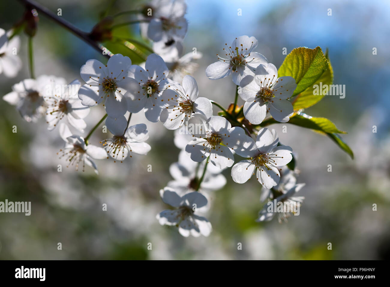 blooms tree branch in spring garden Stock Photo - Alamy
