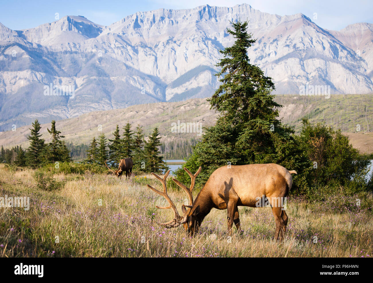Rocky Mountain Elk, Cervus canadensis nelsoni, Jasper National Park ...
