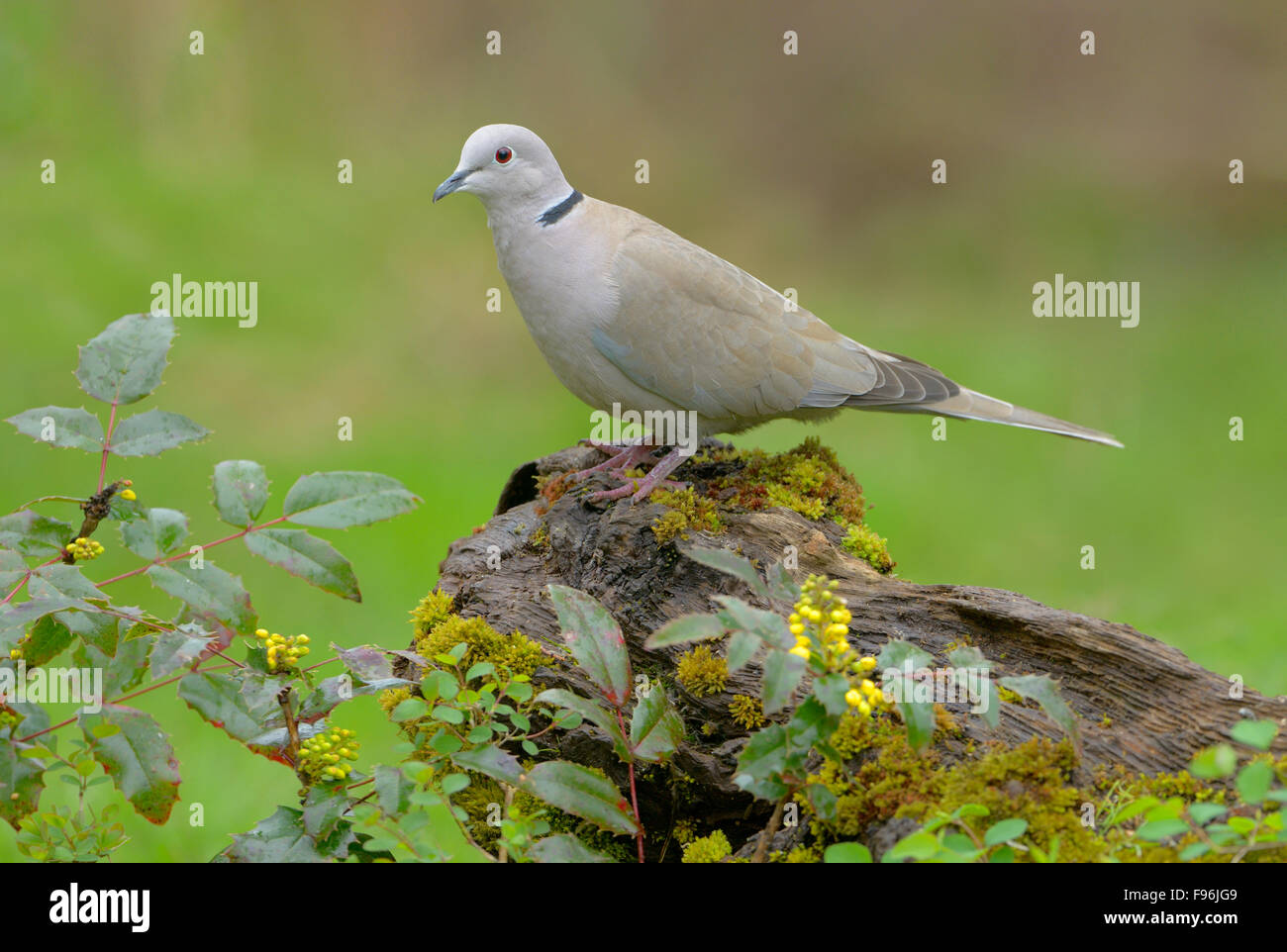 Eurasian Collared Dove (Streptopelia decaocto Stock Photo - Alamy