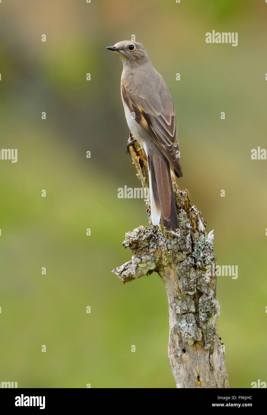 Mount solitaire hi-res stock photography and images - Alamy