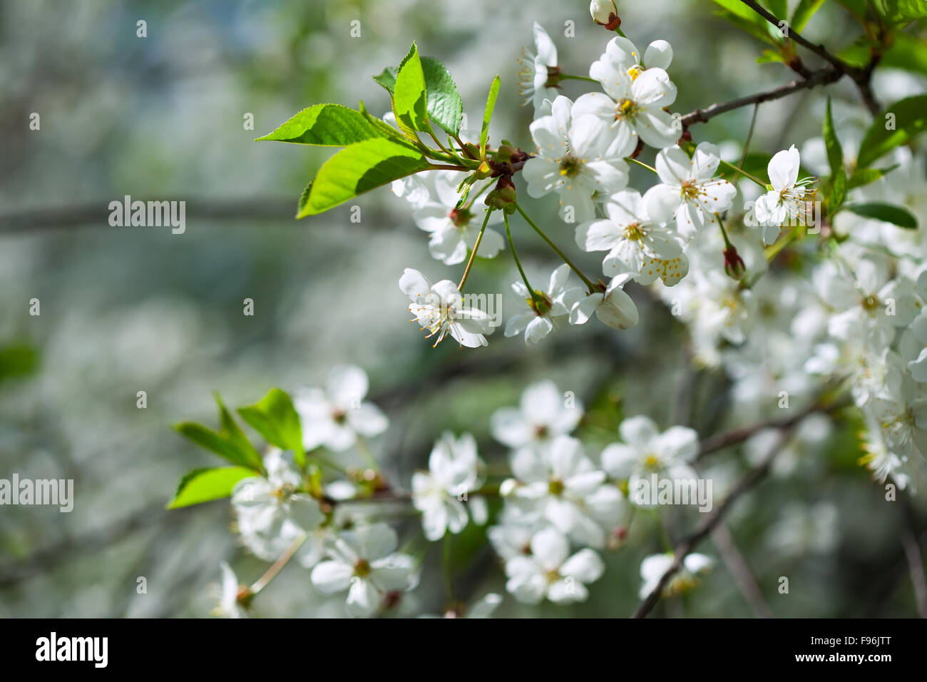 cherry tree branch in spring blooms garden Stock Photo - Alamy