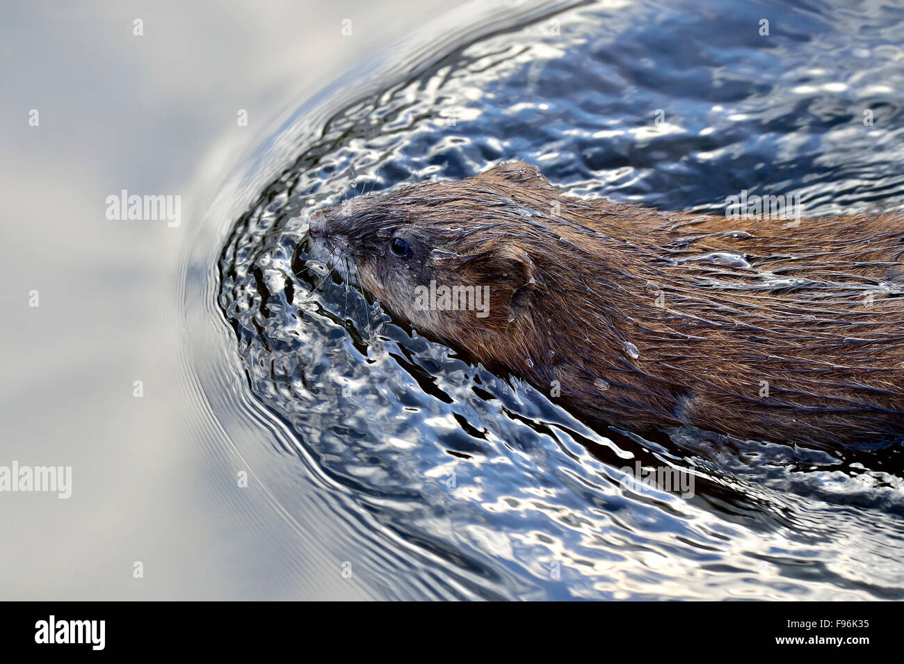 Muskrat up close hi-res stock photography and images - Alamy