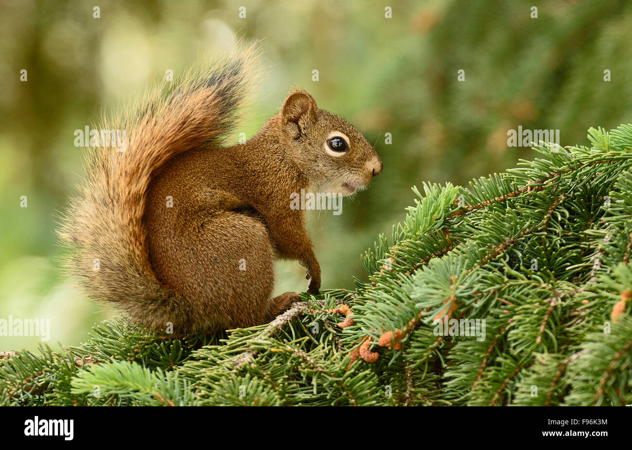 A side view of a wild Red Squirrel, Tamiasciurus hudsonicus, sitting on ...