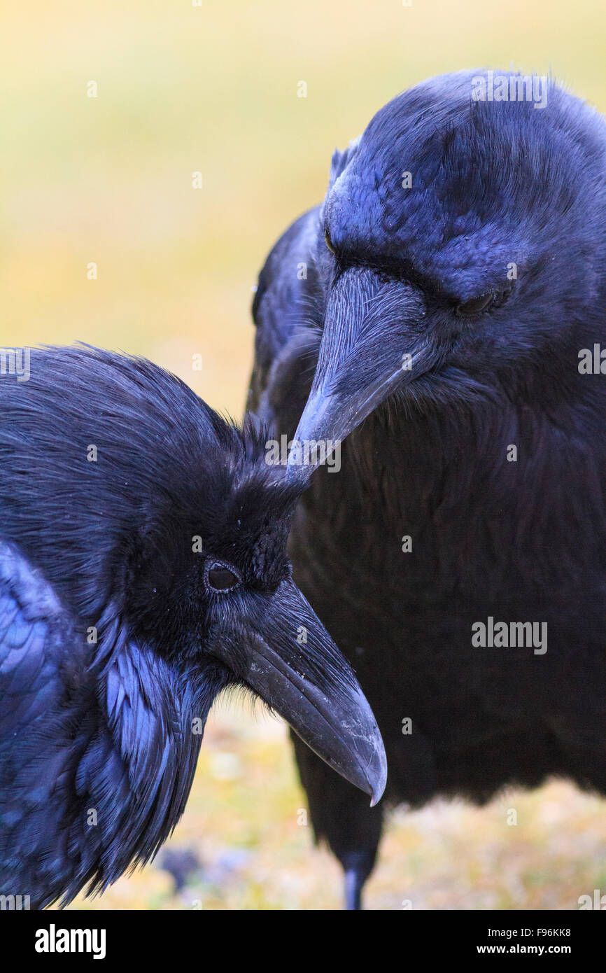 Common ravens hi-res stock photography and images - Alamy