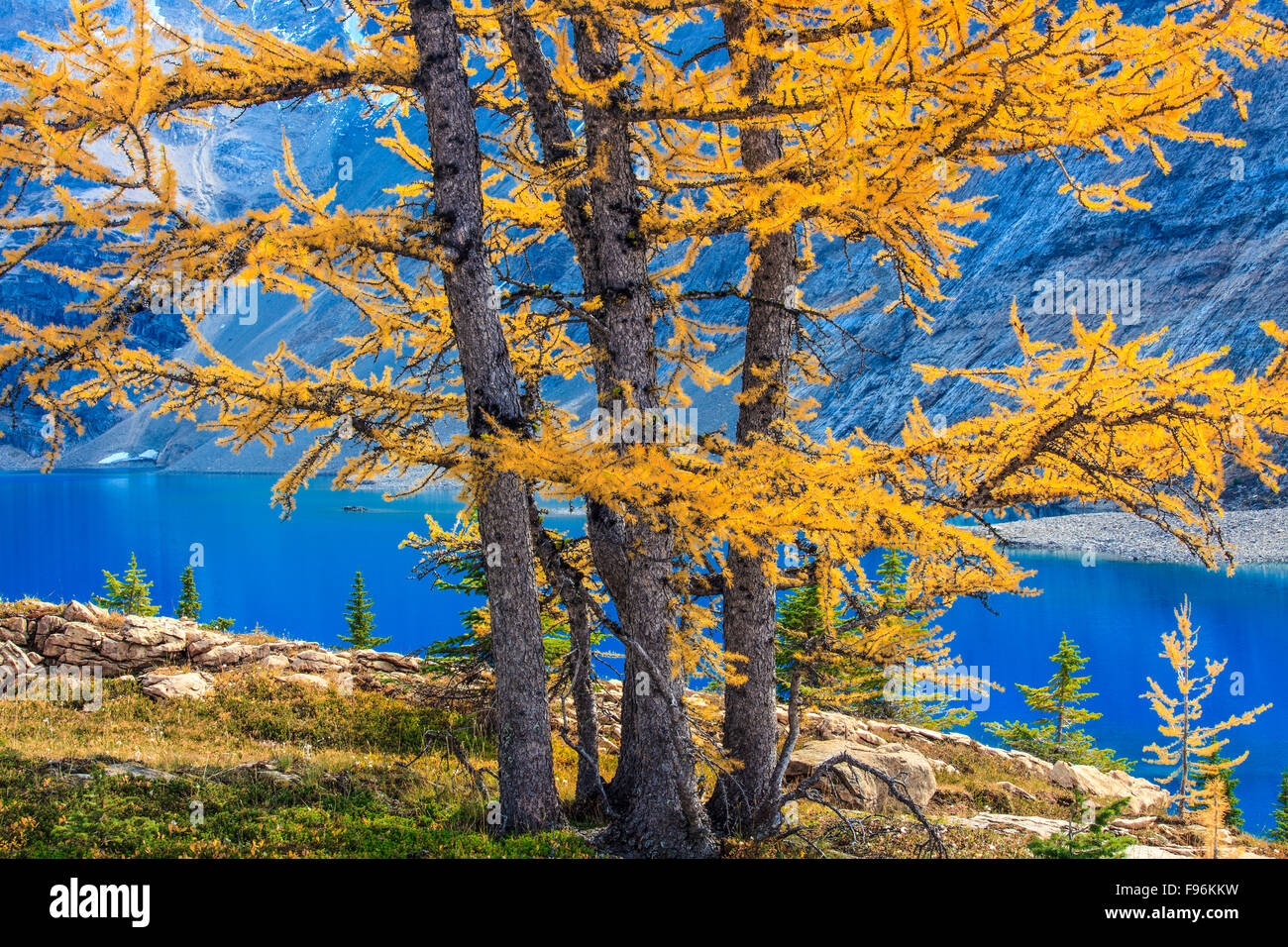 Subalpine larch (Larix lyalli) at McArthur Lake, Yoho Park, Canadian ...