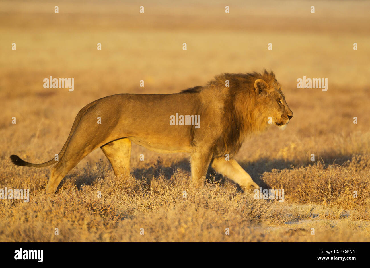 Roaming lion hi-res stock photography and images - Alamy