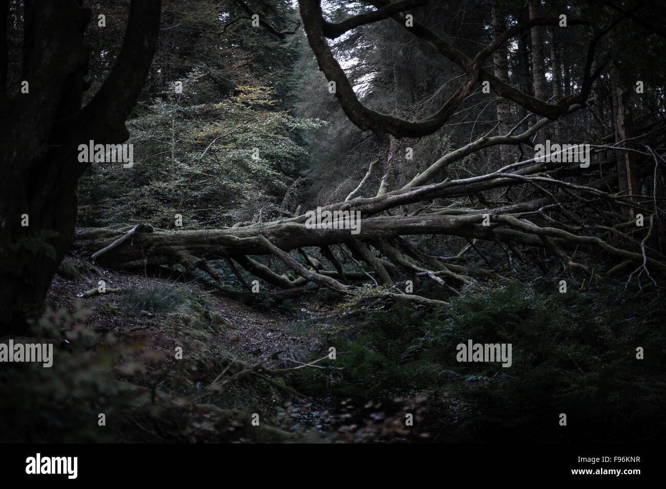 An old overgrown abandoned beech tree deciduous dark mysterious ...