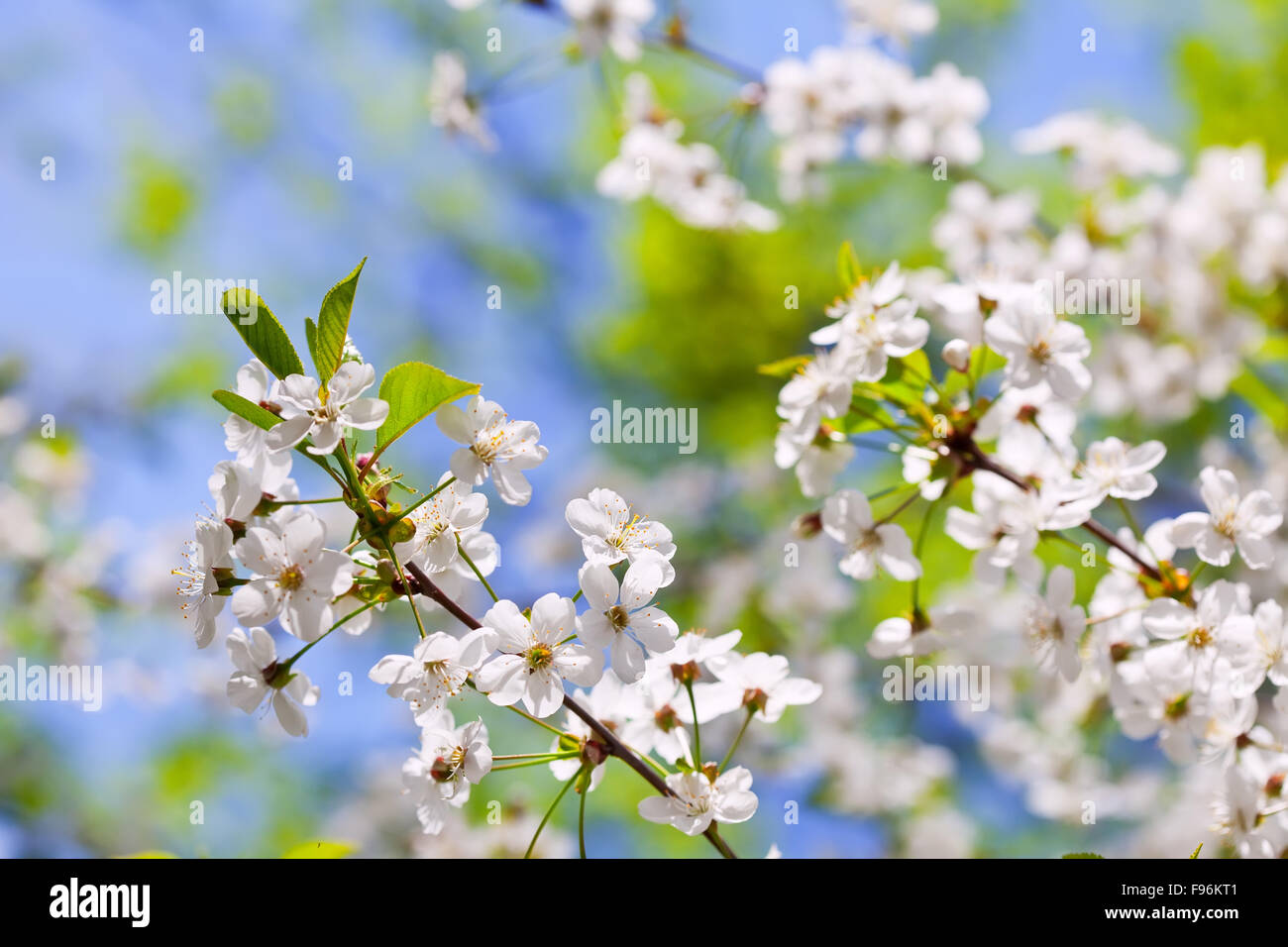 cherry tree branch in spring blooms garden Stock Photo - Alamy